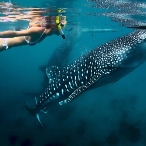 Baja Whale Shark Experience (Flight NOT included) - SoCalAir - Airways